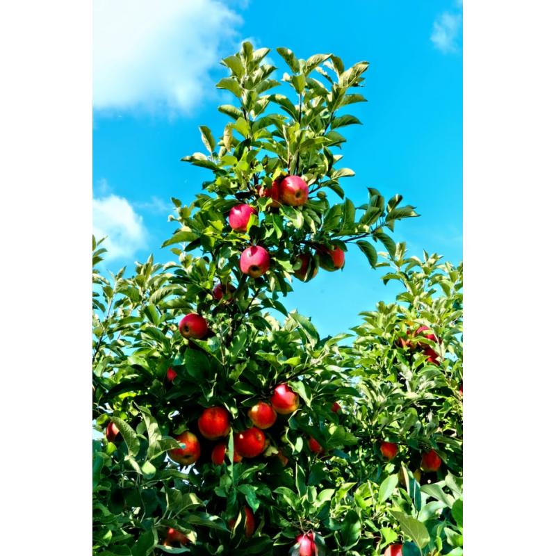 Aroma jabuke - prirodno identična aroma